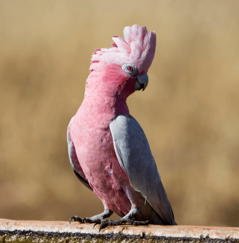 Cacatoes rosalbin/lutino - Elevage Perroquet Aquitaine